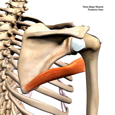 Teres Minor