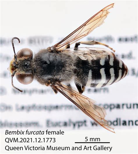 Bembix Bembicini — Life In A Southern Forest