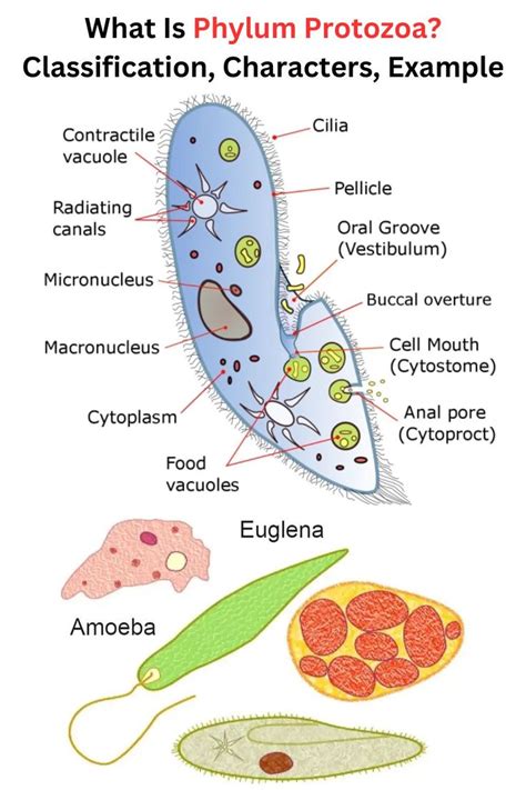 What Is Phylum Protozoa Classification Characters Example In 2025