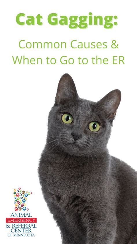 Cat Gagging Causes And When To Go To The Er
