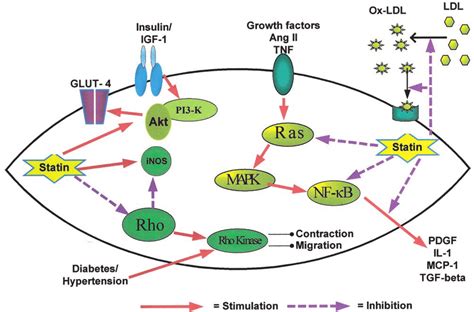 Effects Of Statins On Inflammation And Glucose Metabolism Download