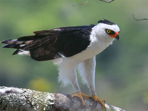 8 Types Of Eagles In North America And Two Rare Vagrants