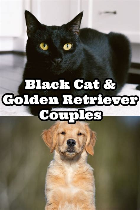 The Golden Retriever Bf And Black Cat Gf Explained Wymyuj