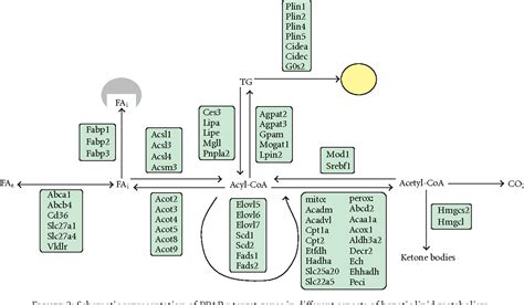 Figure 2 From Peroxisome Proliferator Activated Receptor Alpha Target Genes Semantic Scholar