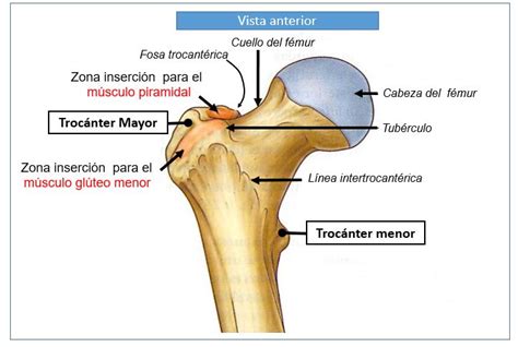 Músculos De La Anatomía Del Fémur