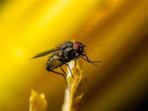 Stubenfliege Kleine Wesen
