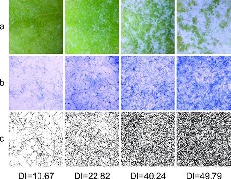 Digital Image Of 2 Mm 2 Area Of Leaf Disc And Disease Index Di Download Scientific Diagram
