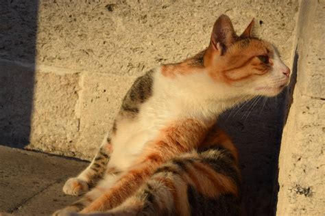 Sniff By Usbcart On Deviantart Sniff By Usbcart On Deviantart