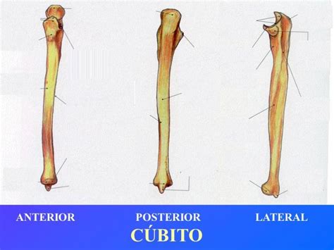 Juegos De Ciencias Juego De Cúbito Anatomía Cerebriti