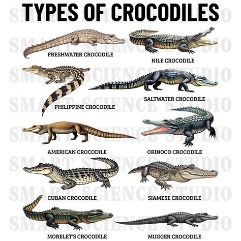 10 Types Of Crocodiles Png Design Crocodile Species Collection