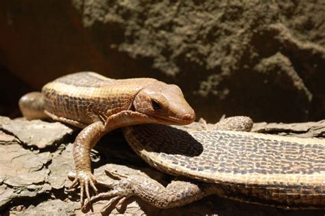 รูปภาพgekos เลือกดูภาพถ่ายสต็อก เวกเตอร์ และวิดีโอ7 Adobe Stock