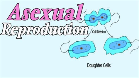Ell Asexual Reproduction Mitosis And Cancer Diagram Quizlet