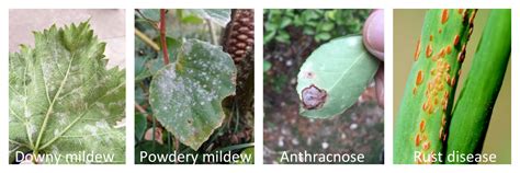 Fruit Tree Insecticide