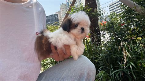 부산 시츄 분양 ~미스터독에서 분양중인 시츄 공쥬님 이에요 ~ Youtube