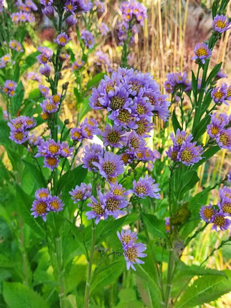 Aster Tataricus Jin Dai Zvjezdan Vrtlarija Kalići Opg Davor Cetina