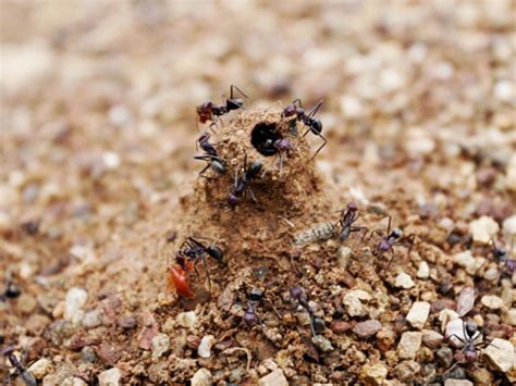 Precision Pest Control Precision Pest Control