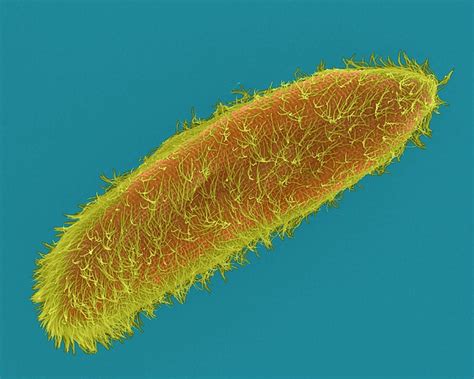 Ciliated Protozoan Paramecium Sp Greeting Card By Science Photo Library