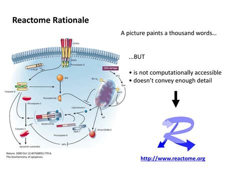 Ppt Reactome A Comprehensive Knowledgebase Of Human Biological