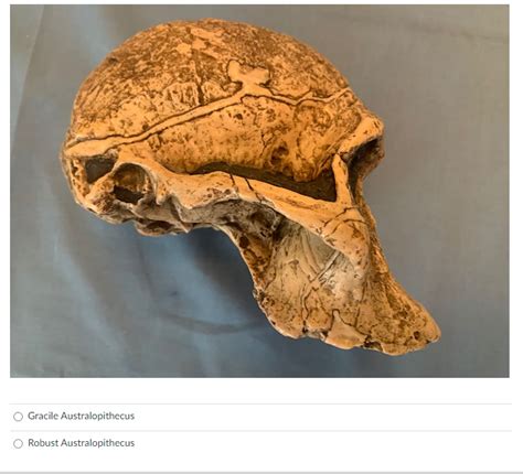 Solved Take A Look At The Following Specimen Do You Believe