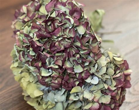 Dried Hydrangea Stems Dried Hydrangeas Hydrangea Macrophyla Etsy