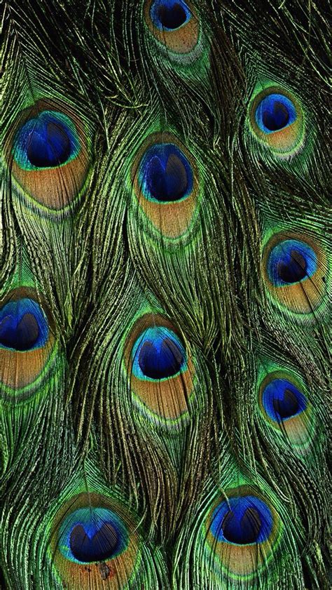 Colorful Peacock Feathers Art Print