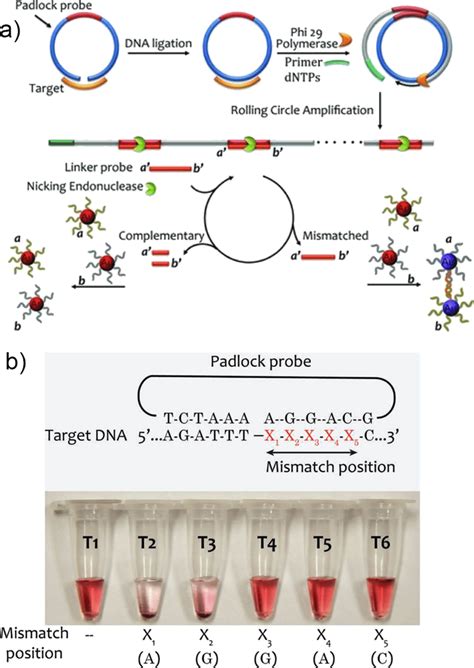 Colorimetric Dna Detection Through Rolling Circle Amplification Rca