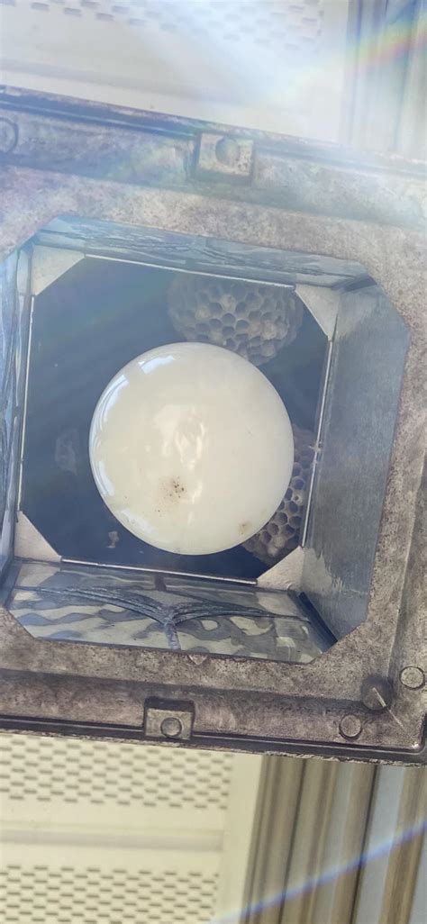 The Best German Roach Killer Ever Pestcontrol