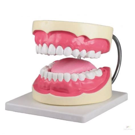 Oral Cavity Model 3x Life Size Winterthur Medical Medical