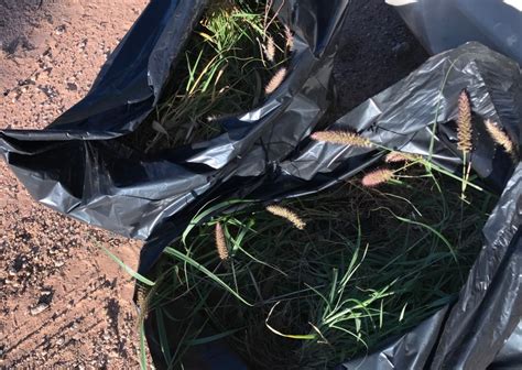 Controlling Buffel Grass — Mallee Conservation