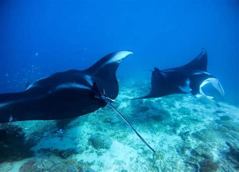 7 Raja Ampat Wildlife And How To Encounter Them Ethically