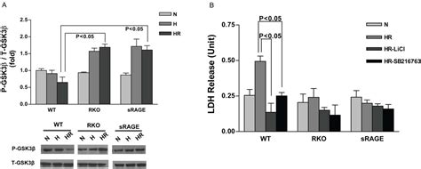 Figure From RAGE Modulates Hypoxia Reoxygenation Injury In Adult Murine Cardiomyocytes Via JNK