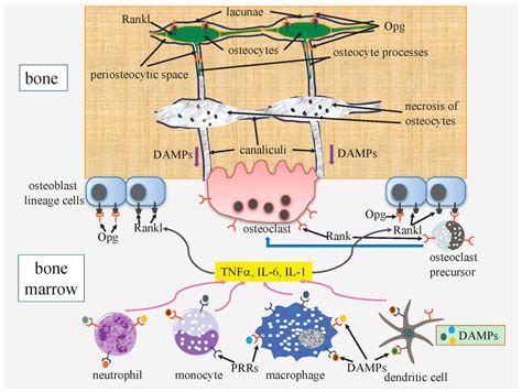 Osteocyte Cell