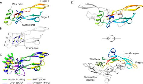 The Structure Of Human Pro Myostatin And Molecular Basis Of Latency