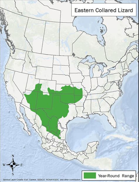 Eastern Collared Lizard Landpks