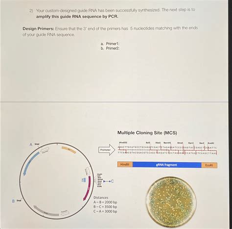 Solved Your Custom Designed Guide Rna Has Been Successfully Solved Your Custom Designed Guide Rna Has Been Successfully