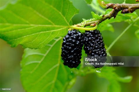 Morus Alba Known As White Mulberry Is A Fastgrowing Small To Mediumsized Mulberry Tree Which