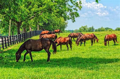 Best Pasture Grass For Horses In Colorado At Lawrence Henry Blog
