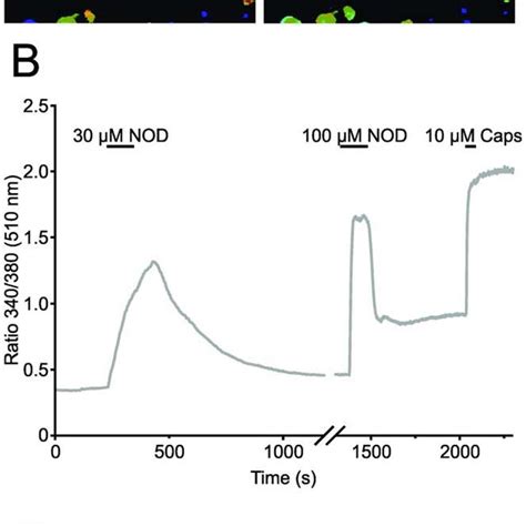 Nod Activates Capsaicin Sensitive Rat Dorsal Root Ganglion Neurons A Download Scientific