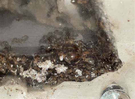 Manitobants Amazing Acanthomyops With Bios Ant Keeping Journals