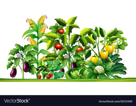 Fresh Vegetable Plants Growing In The Garden Vector Image