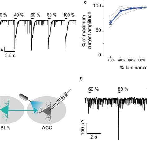 Chr2 Expression In Bla Neurons Drives Robust Light Induced Activation