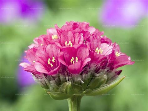 海石竹图片园林的海石竹图片大全 花卉网