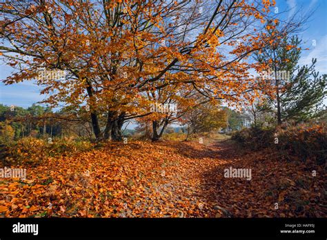 Beech Tree Shedding Autumn Leaves Stock Photo Alamy