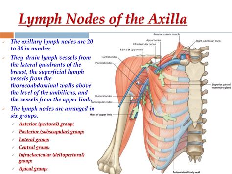 7 The Axilla Pptx
