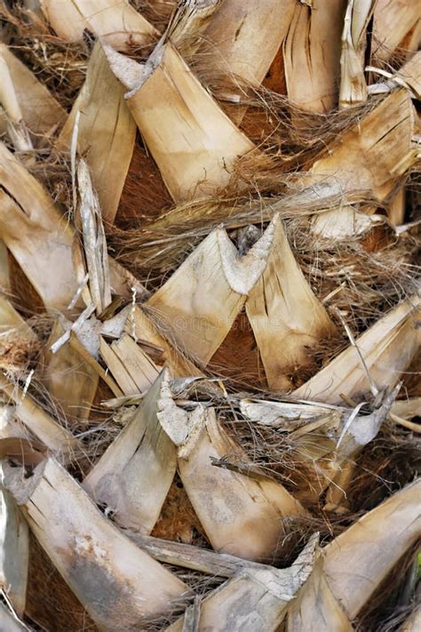 Old Grass Stock Image Image Of Detail Fading Details 30426573