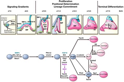 Molecular Physiology Of Pituitary Development Signaling And