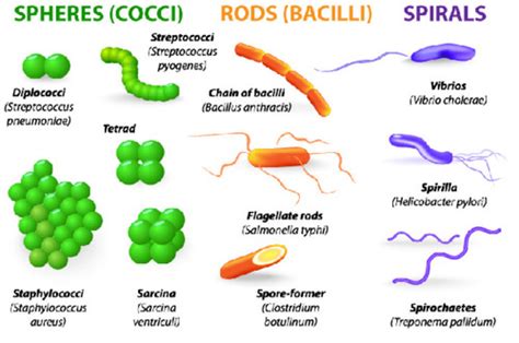 General Bacteriology Flashcards Quizlet