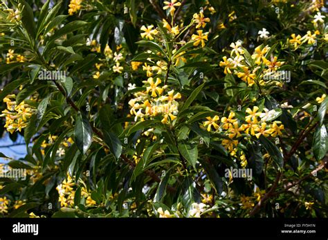 Stunning Fragrant Flowers Of Hymenosporum Flavum Native Frangipani A