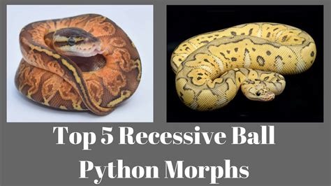 Ball Python Morph Chart Ponasa