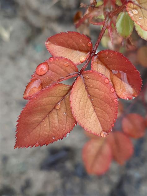 Ruby Jewels Falling Drops Photos Download The Best Free Ruby Jewels